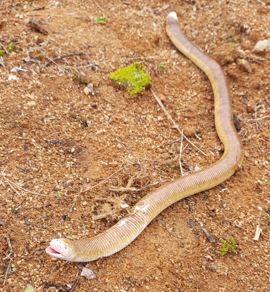 Red Worm Lizard from 29260-000, Domingos Martins - ES, 29260-000 ...