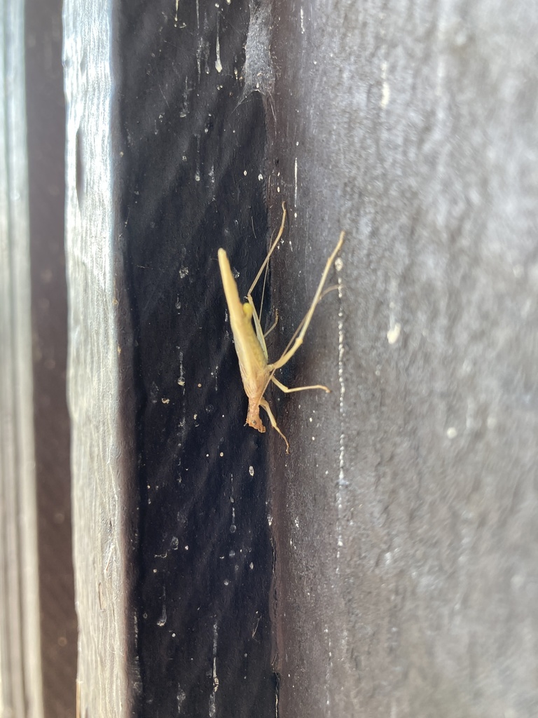Tree Crickets from Harlow Rd, Darien Center, NY, US on August 22, 2020 ...