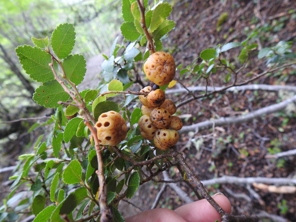 Cyttaria johowii from Ushuaia, Tierra del Fuego, Argentina on December ...