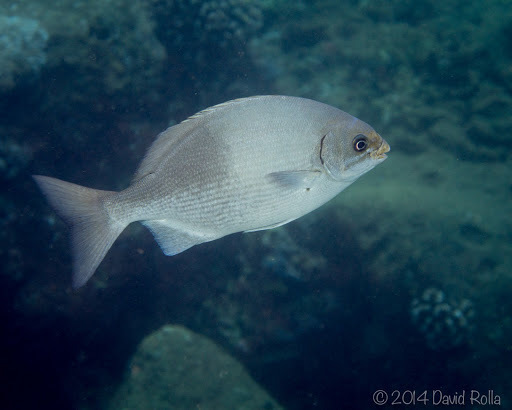 Hawaiian Chub (Reef Fish of the Hawaiian Islands) · iNaturalist
