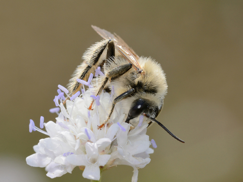 Dasypoda toroki · iNaturalist