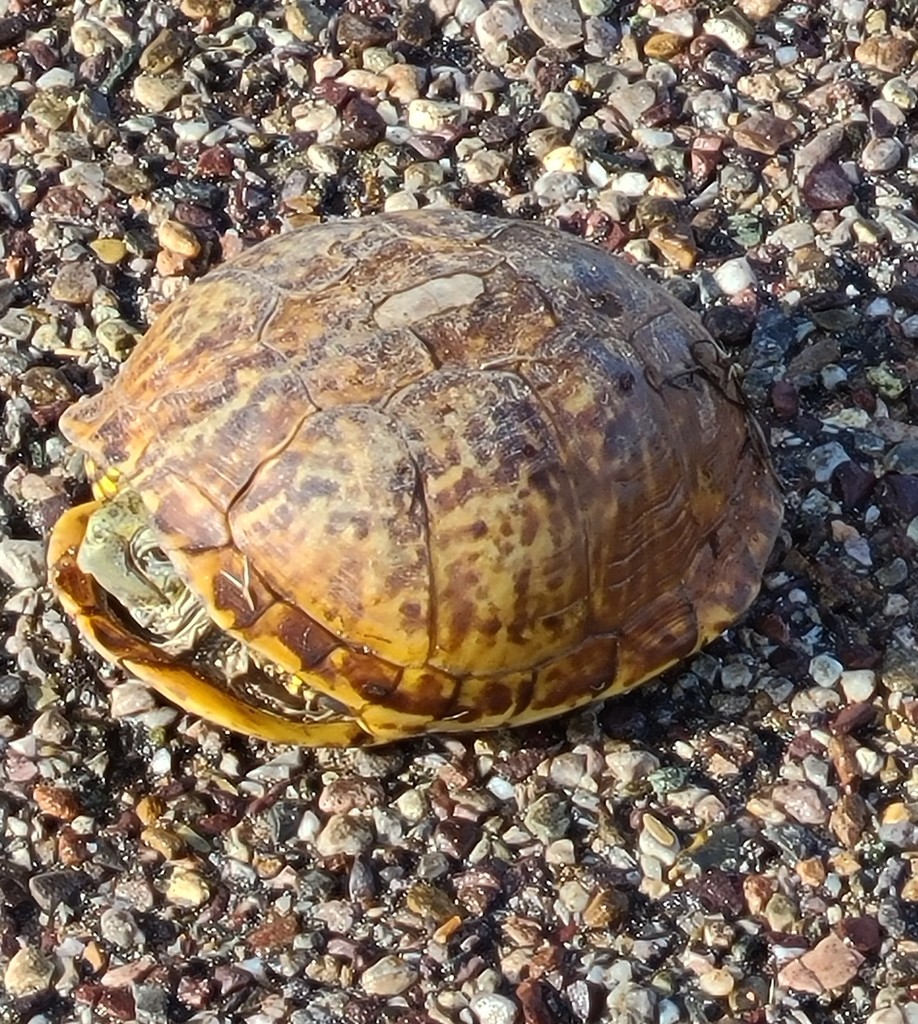 Desert Box Turtle in December 2020 by Pete Siminski. A surprise ...
