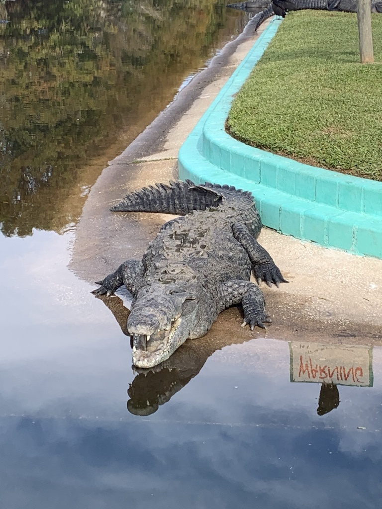 Crocodilians in December 2020 by nassifkim05 · iNaturalist