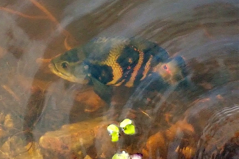 Cichlids and Allies (Cichliformes) - Marine Life Identification