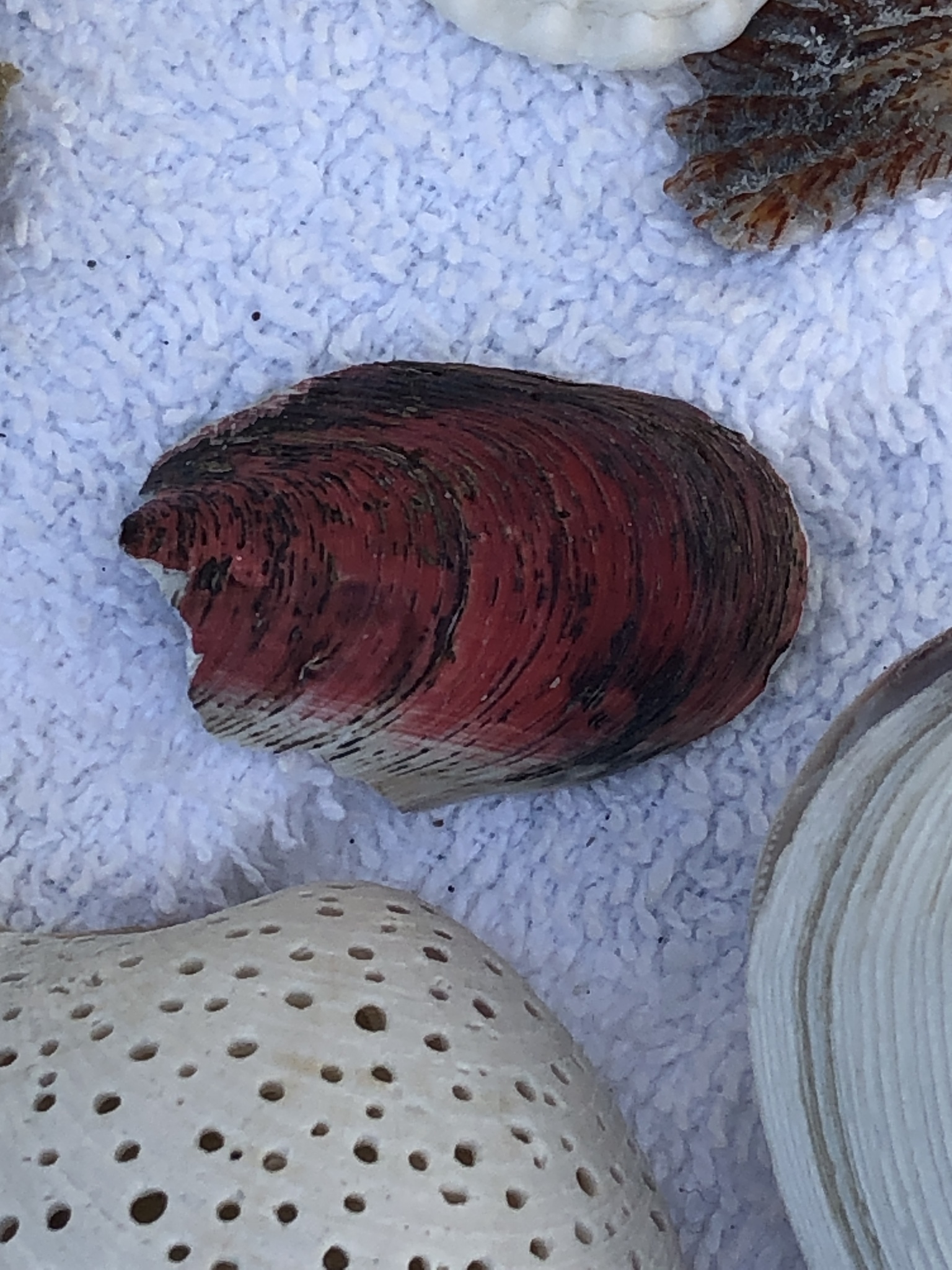 Modiolus americanus Leach, 1815