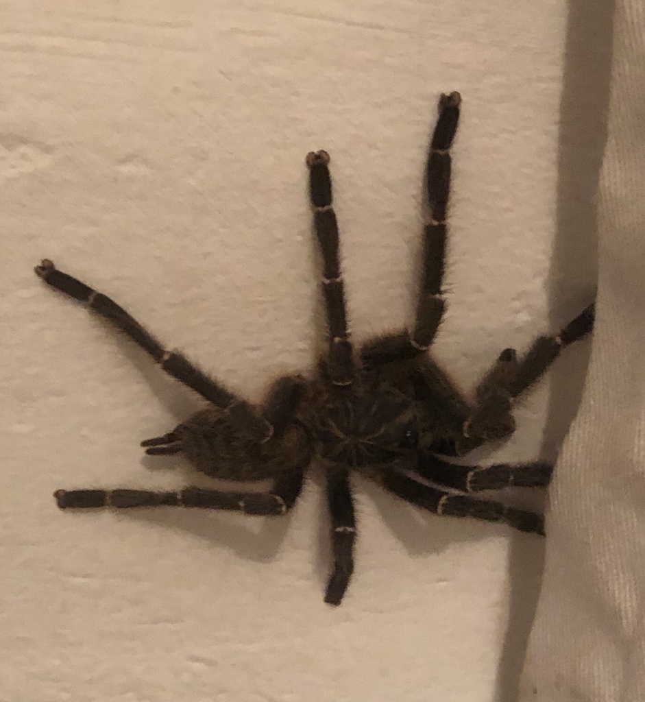 Zimbabwe Grey Baboon Spider in December 2020 by kimbabwe. About the ...