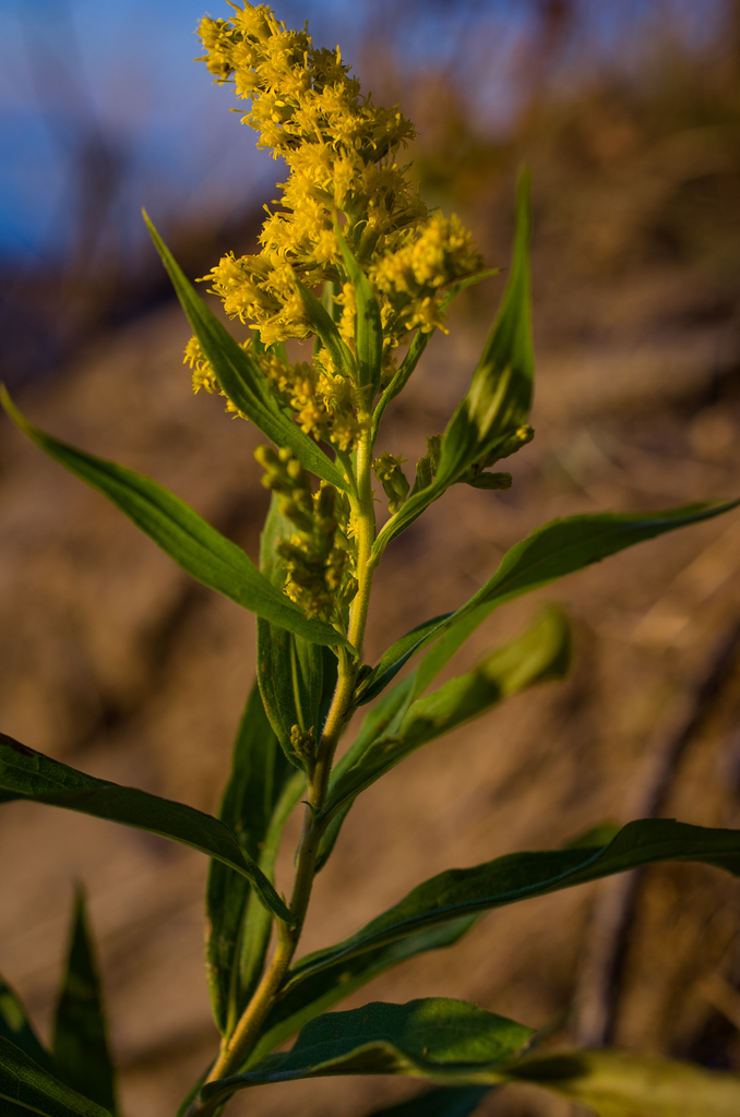 tall goldenrod (Common Southern New York Plants/Trees) · iNaturalist