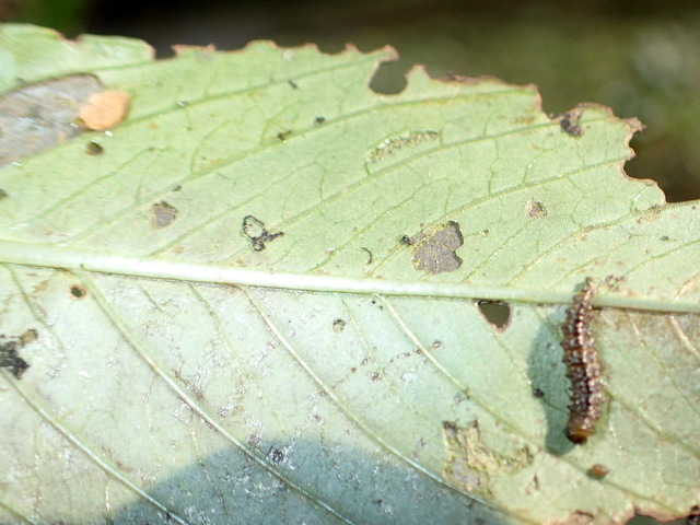 Alticina from Decatur County, GA, USA on December 10, 2020 at 10:48 AM ...