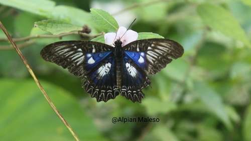 Subspecies Cethosia myrina ribbei · iNaturalist