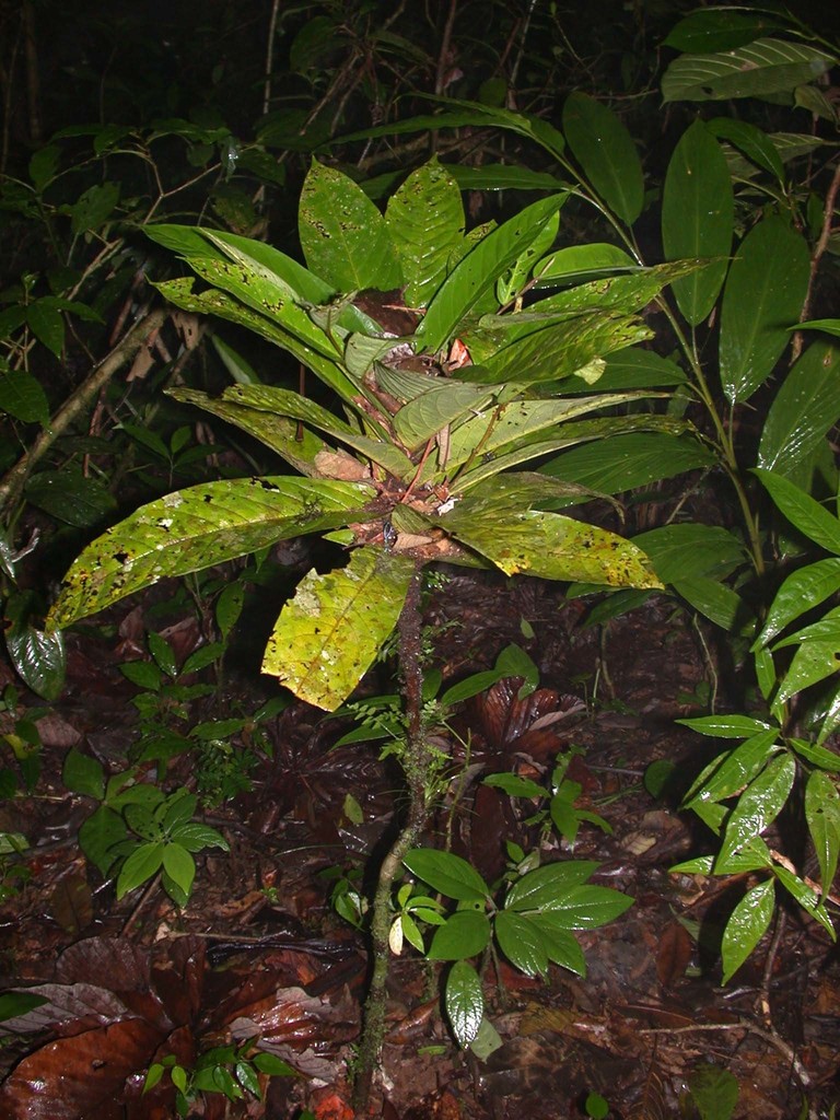 (Quadrella antonensis) - Botanical Realm