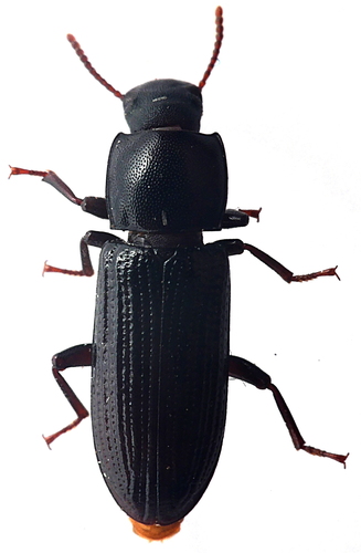 género Bassianus · NaturaLista Colombia