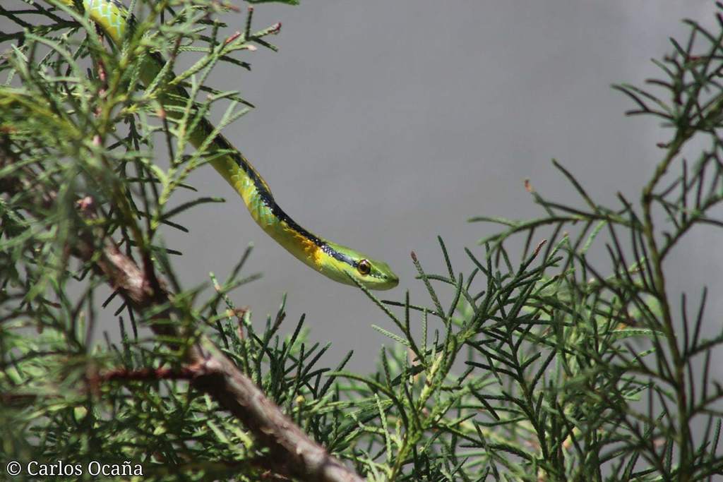 Pacific Coast Parrot Snake from Motozintla chiapas on September 22 ...