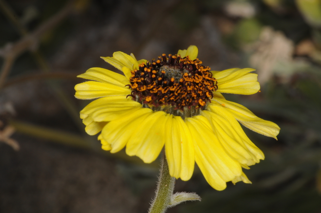 Encelia canescens (Flora cuarta región) · iNaturalist