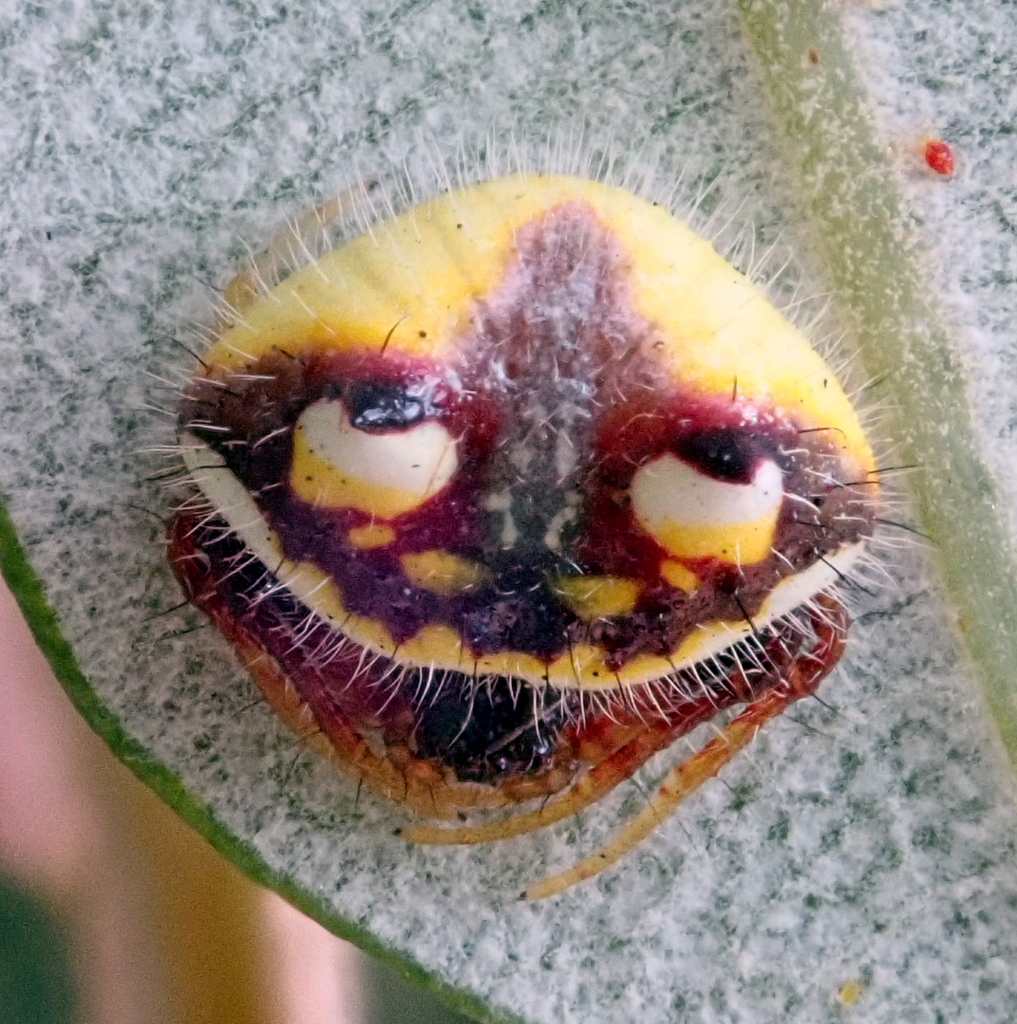 Two-spined spider from Wollongong on December 11, 2020 at 09:15 AM by ...