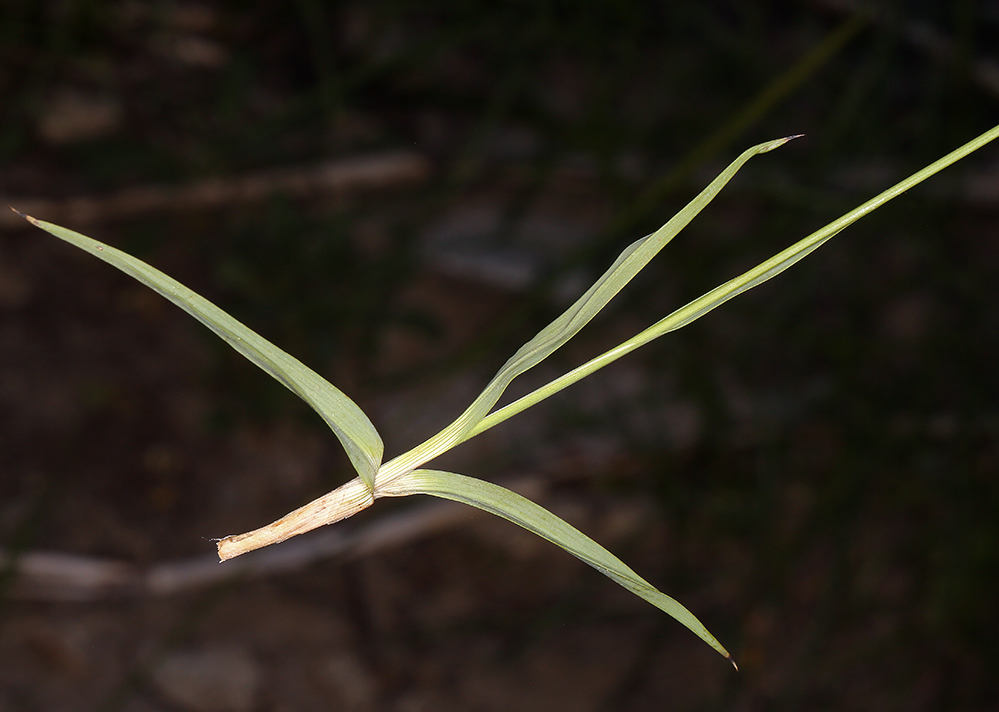 straightleaved rush from Inyo County, CA, USA on July 06, 2016 at 01:27 ...