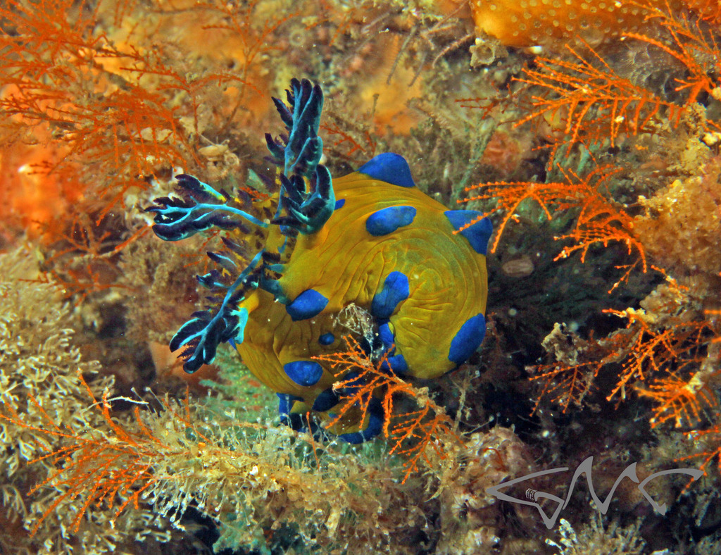 Verco's Nudibranch from LVT4a (Amphibious tank wreck) 33 metres on ...
