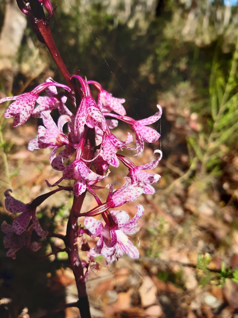 Hyacinth Orchids from Broadford VIC 3658, Australia on December 11 ...