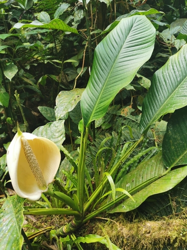 Rhodospatha latifolia · iNaturalist Mexico