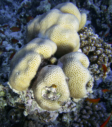 Knob Coral (Favia stelligera) · iNaturalist