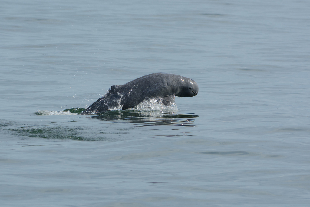 Irrawaddy Dolphin in September 2020 by Vatcharavee Sriprasertsil ...