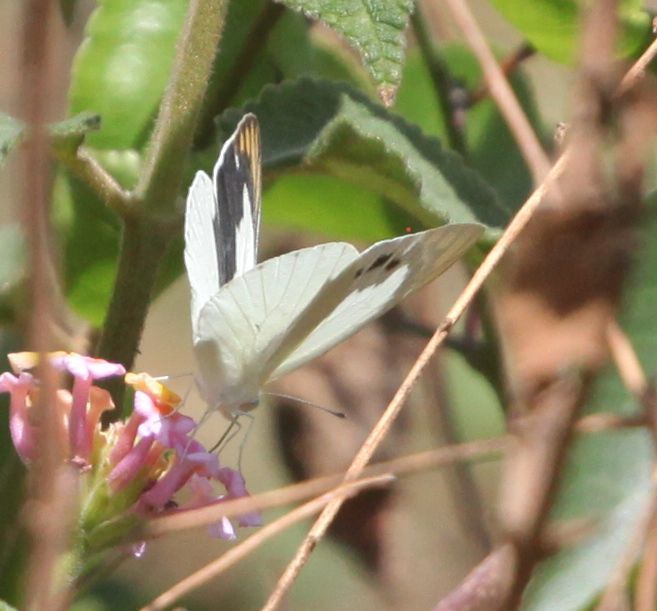 Teracolus eris eris from Chamba valley 1 on November 15, 2020 at 10:00 ...