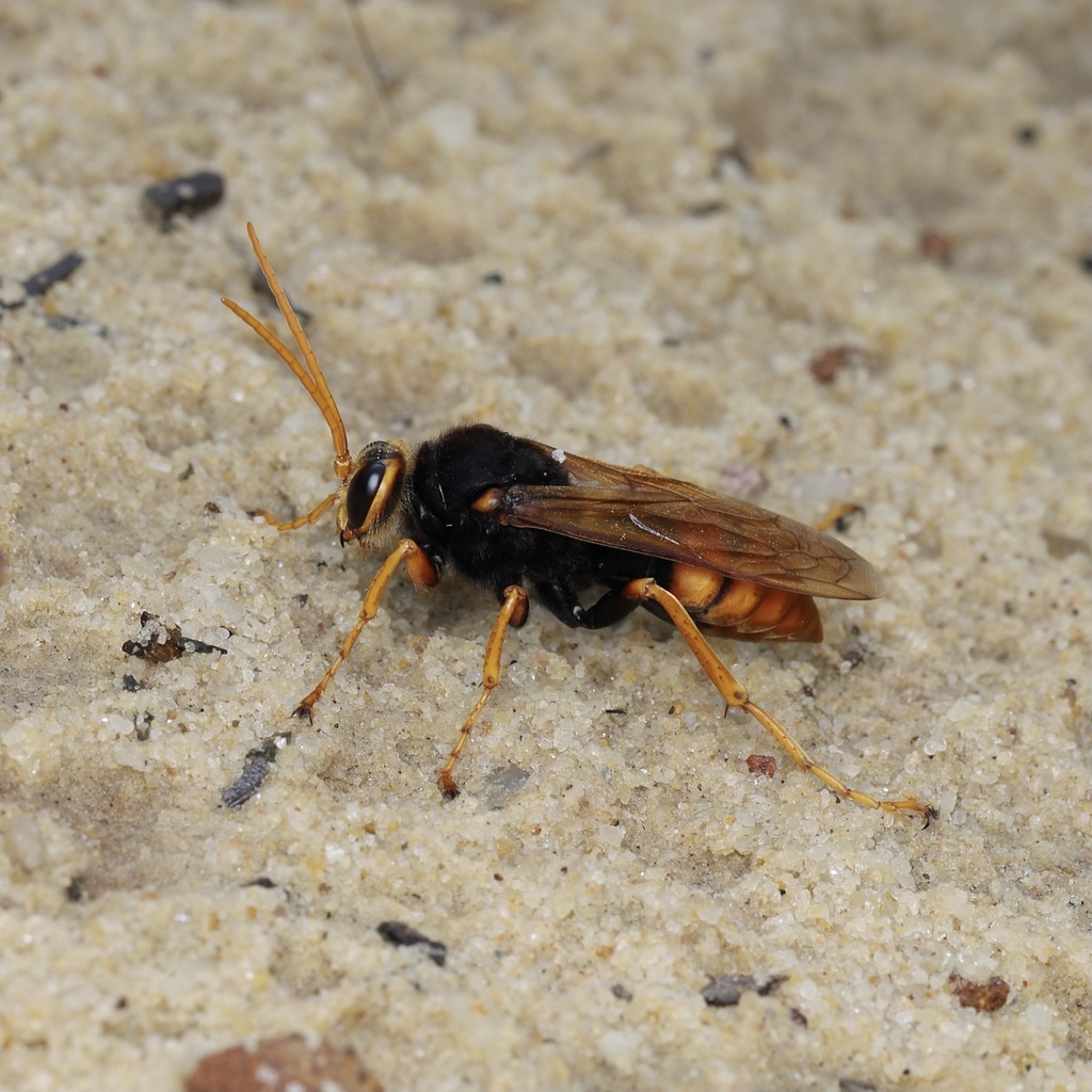 Australian Cicada-killer Wasp from Wollemi National Park, Kurrajong ...