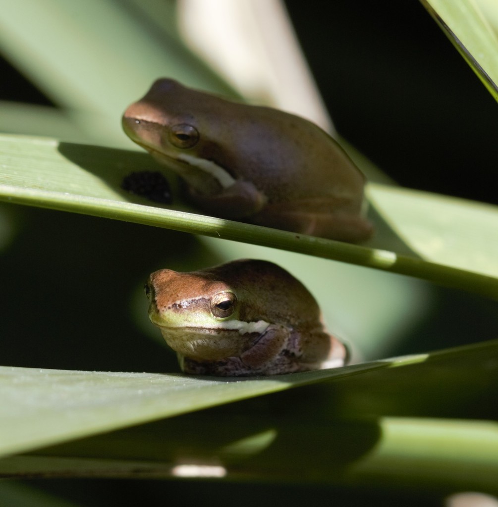 Eastern Dwarf Tree Frog from Sydney NSW, Australia on August 18, 2016 ...