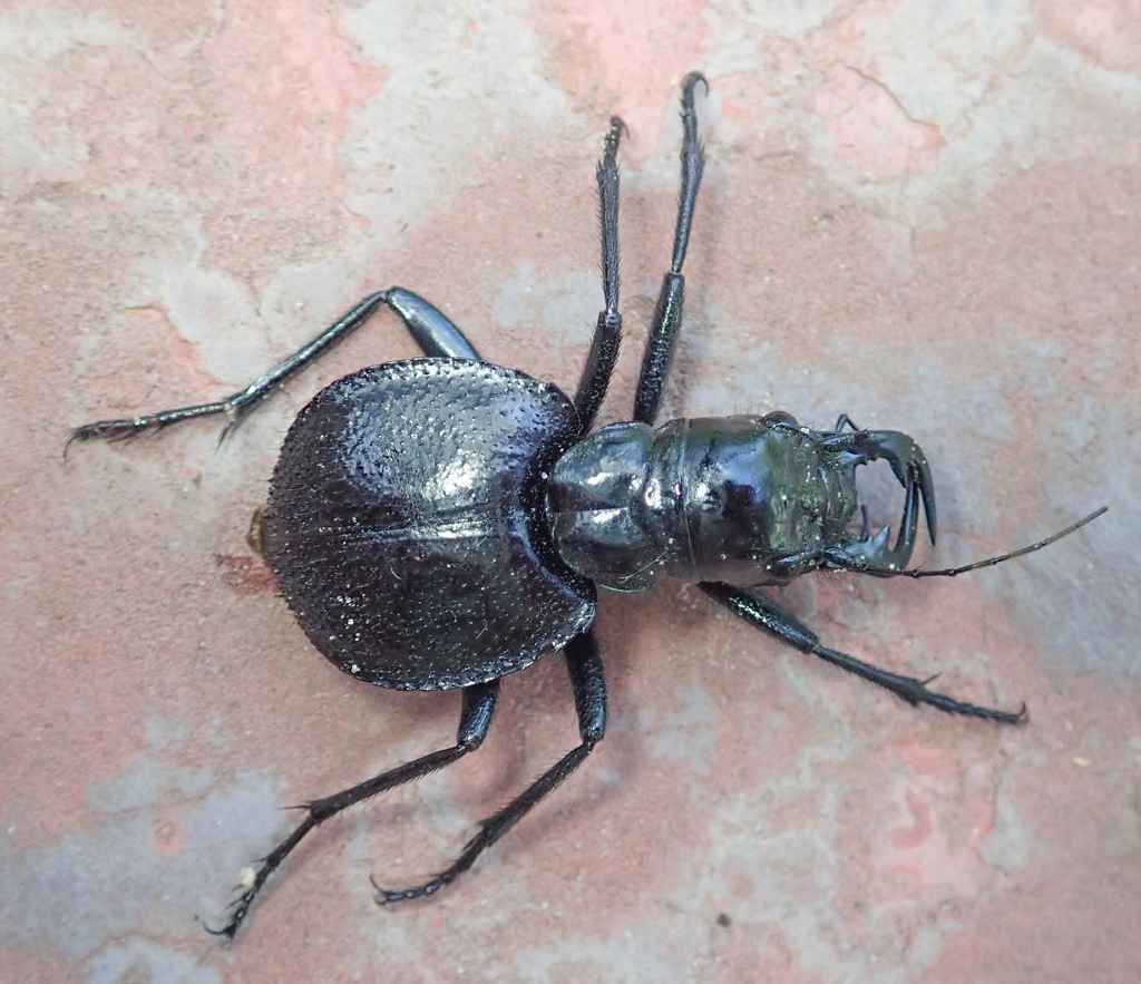 Monster Tiger Beetles from Ngamiland East, Botswana on December 10 ...