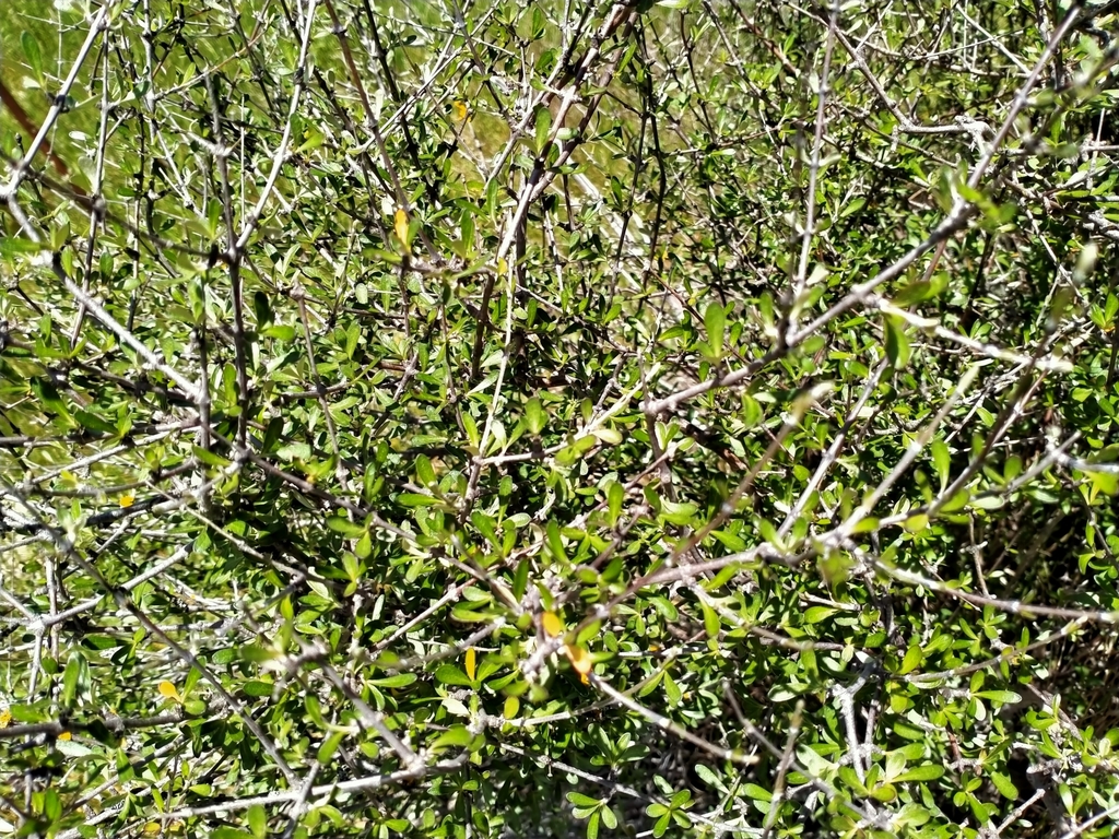 Olearia odorata from 9392, New Zealand on December 11, 2020 at 01:50 PM ...
