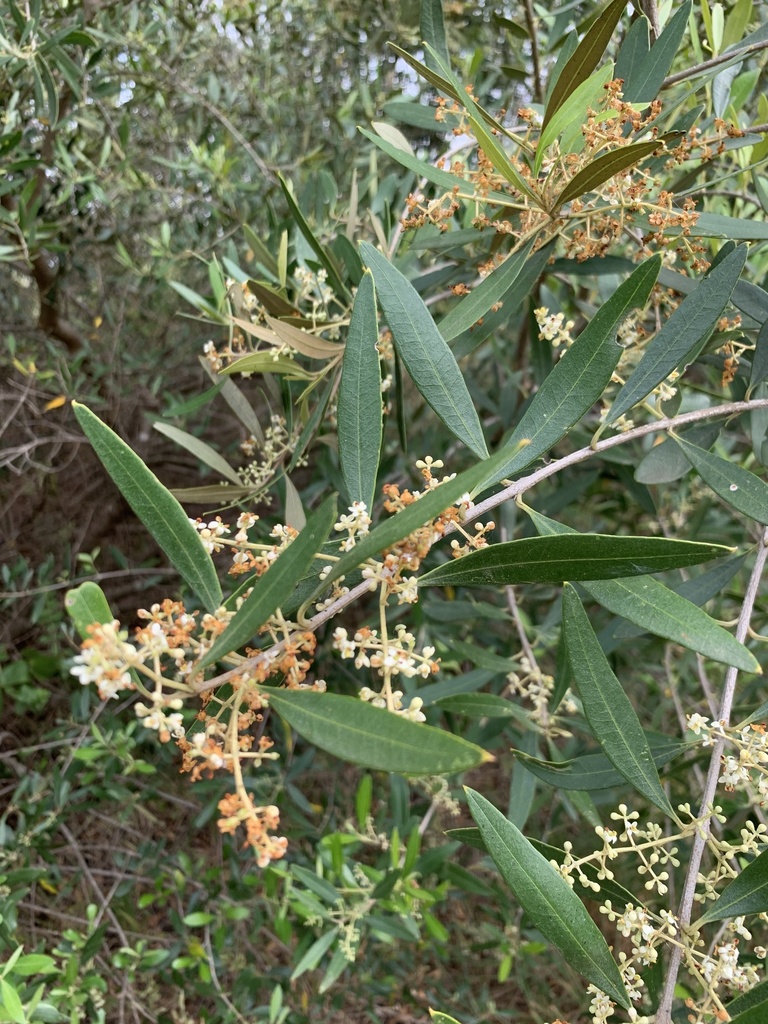 African olive from Stellenbosch, WC, ZA on December 11, 2020 at 08:33 ...