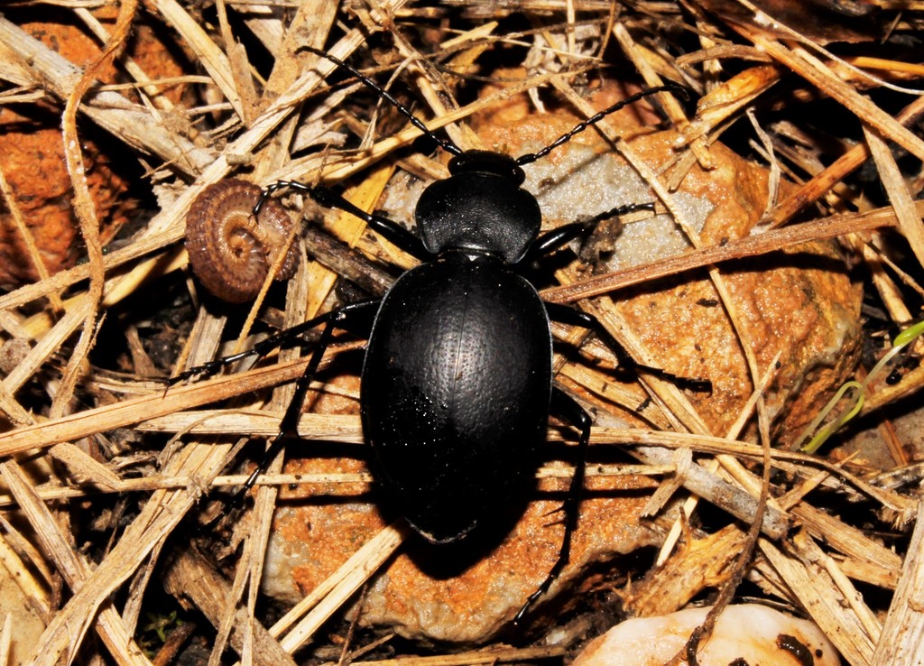 Carabus graecus from Αττική, Ελλάδα on December 6, 2020 at 05:26 PM by ...