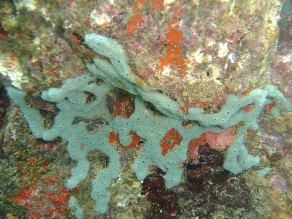Lavender Rope Sponge from Eastern Tobago, Trinidad and Tobago on ...