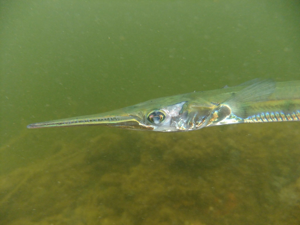 Needlefishes (Belonidae) - Marine Life Identification