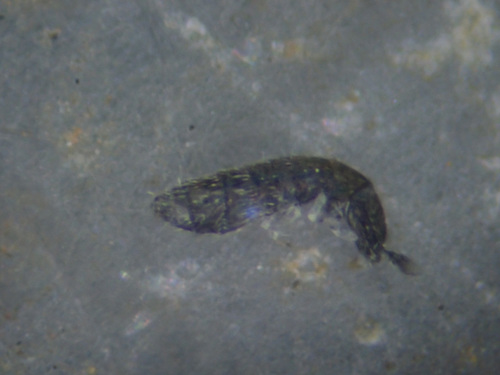 Cryptopygus thermophilus · iNaturalist