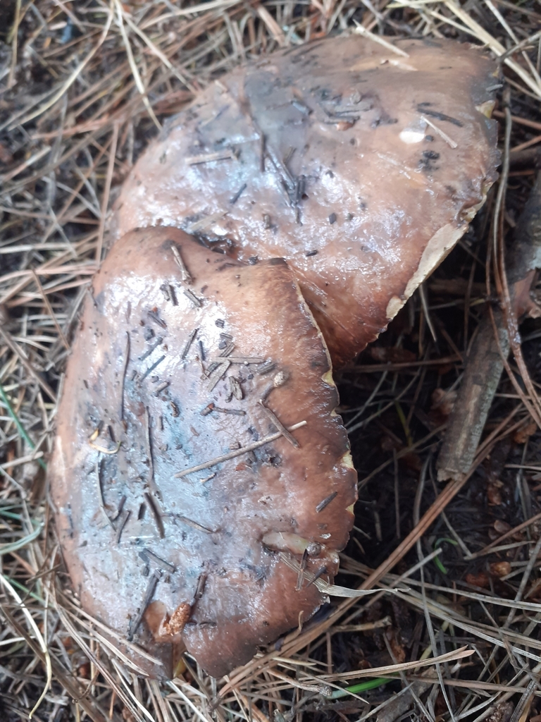 Slippery Jacks from Dunedin 9011, New Zealand on December 11, 2020 at ...