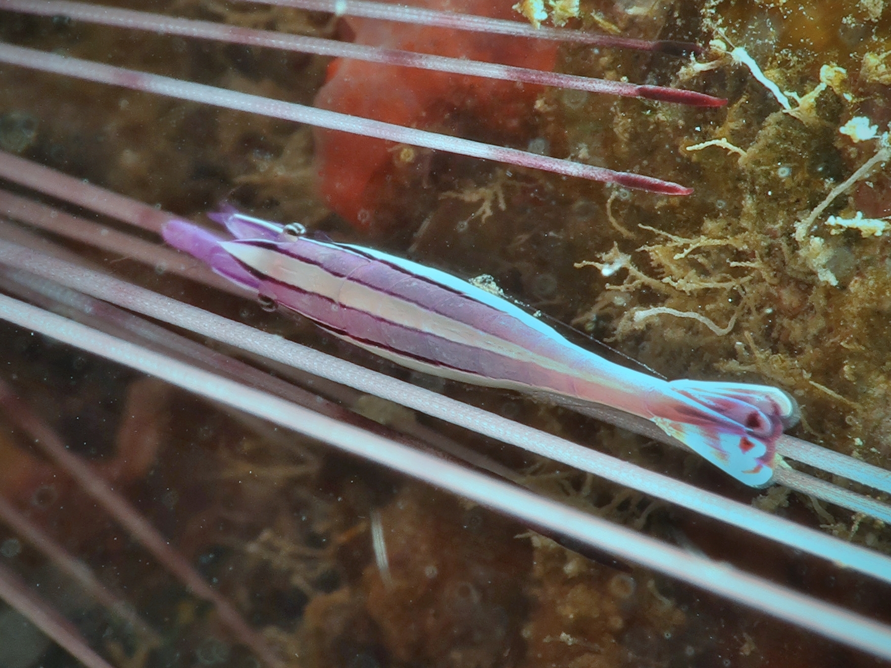 Stegopontonia commensalis Nobili, 1906