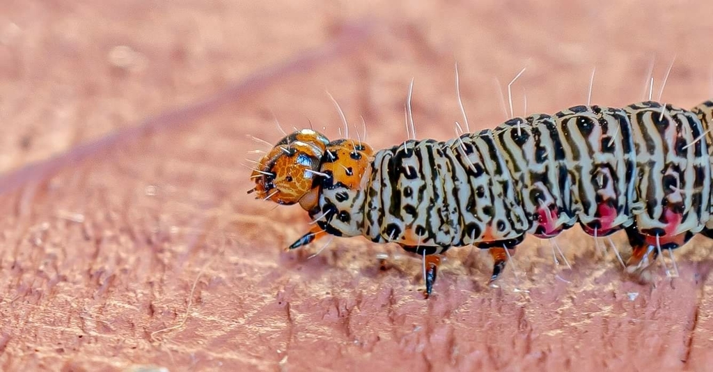 Australian Grapevine Moth from Canberra on December 11, 2020 at 05:31 ...