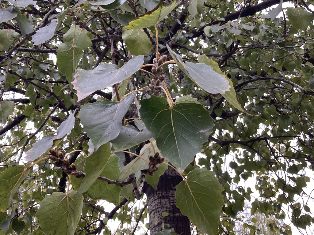 Chinese White Poplar from 兴达通苑, 郑州市, 河南省, CN on December 11, 2020 at 09 ...