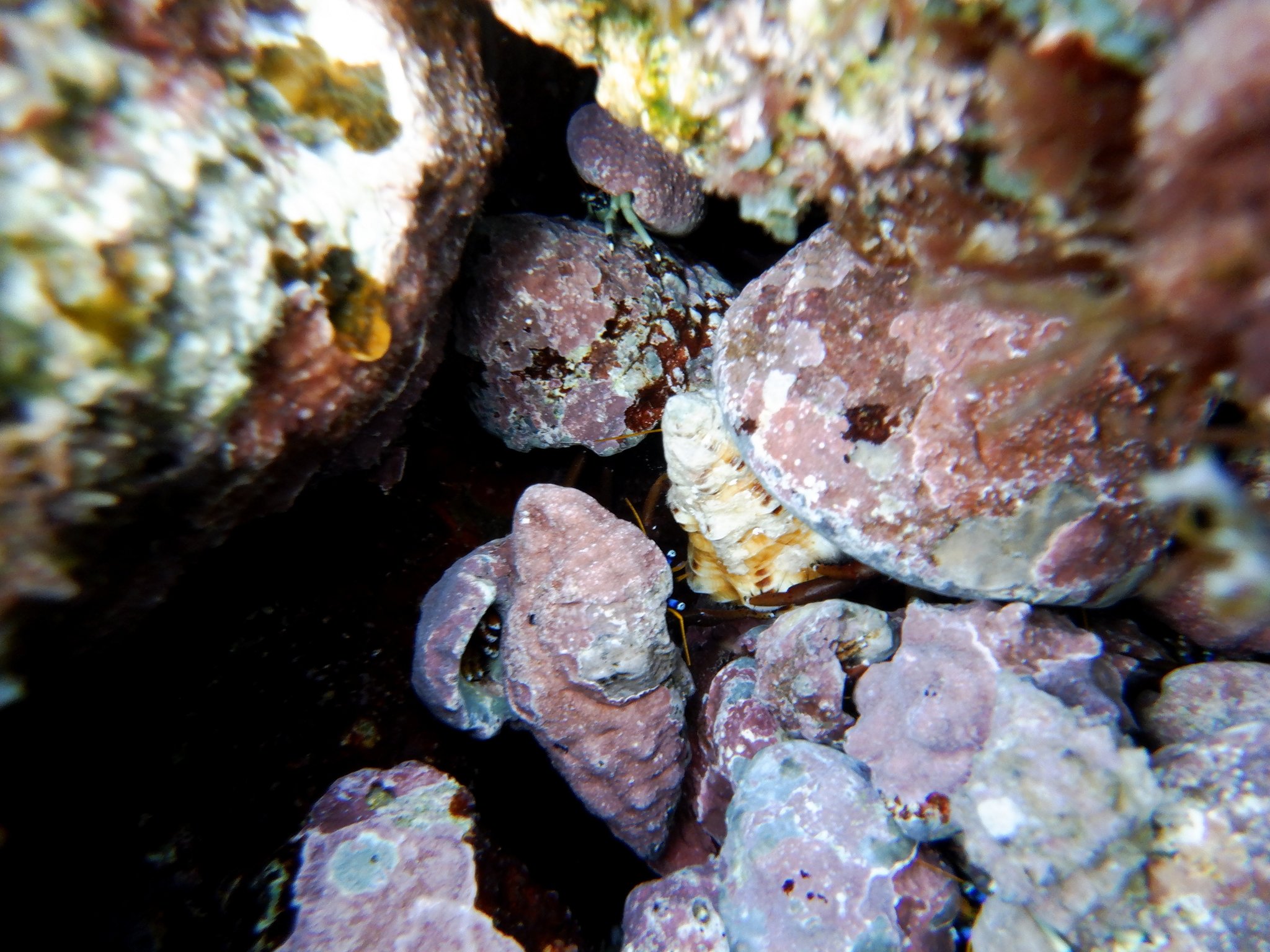 Calcinus morgani Rahayu & Forest, 1999