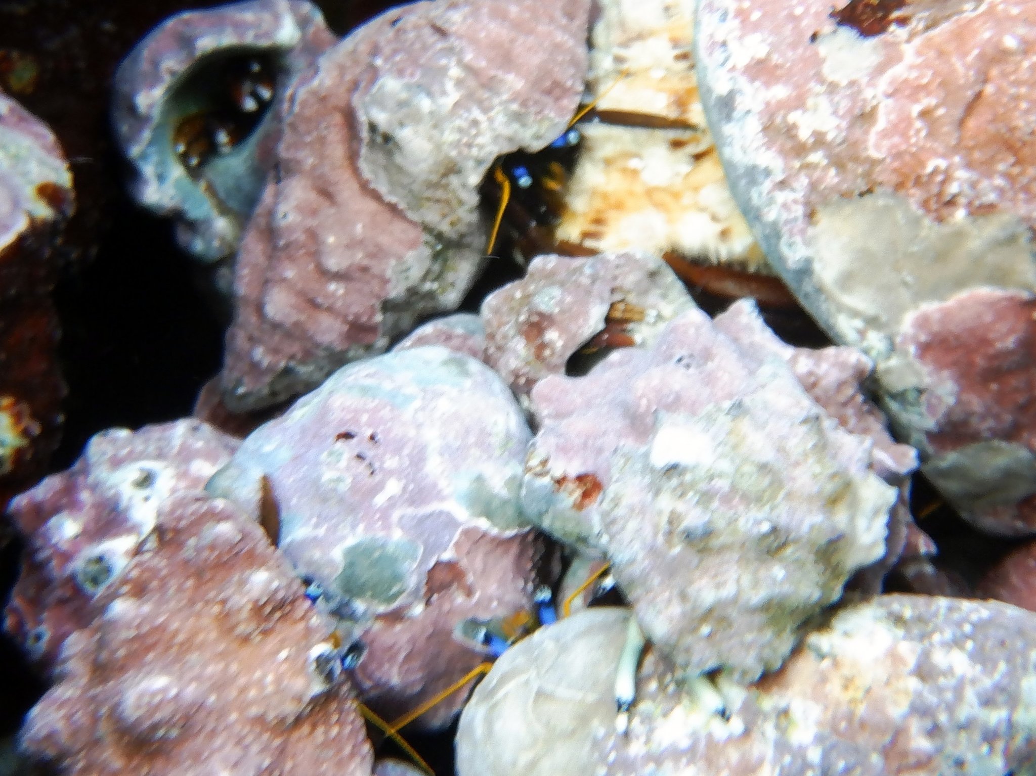 Calcinus morgani Rahayu & Forest, 1999