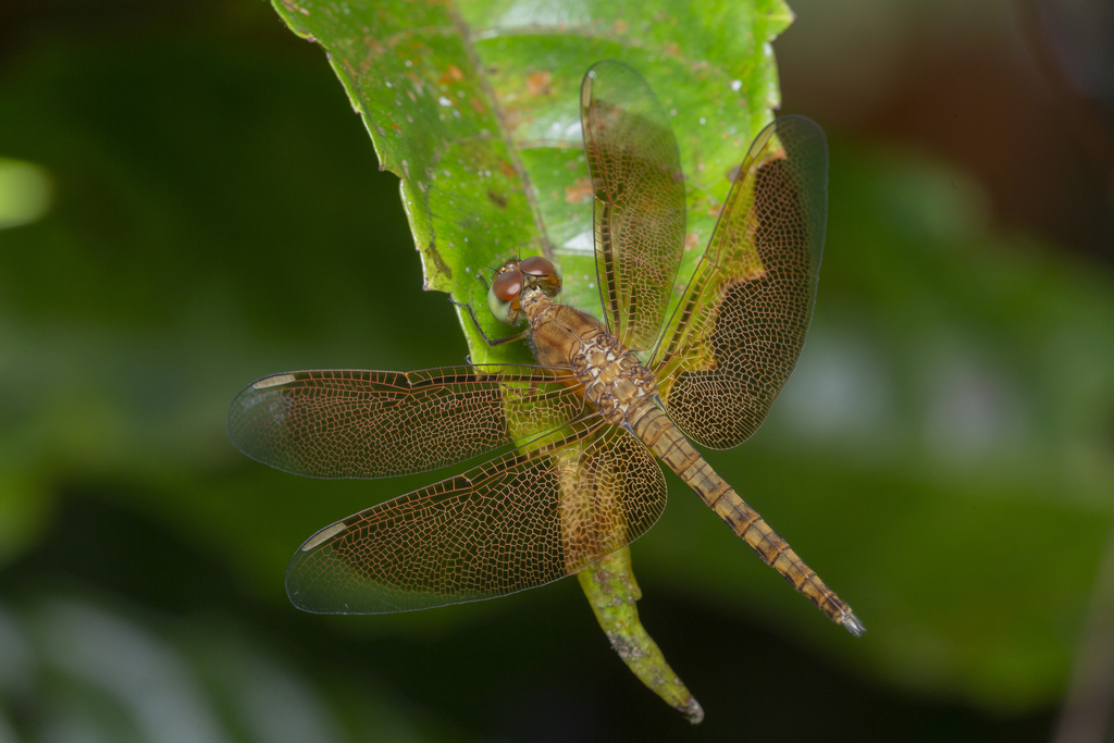 Common Parasol from Upper Thomson Rd, Singapore on December 11, 2020 at ...