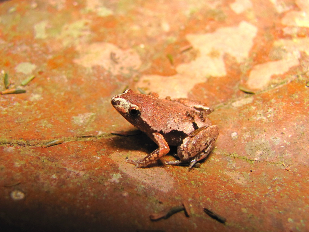 Bassler's Humming Frog from Aripuanã - MT, 78325-000, Brasil on July 13 ...