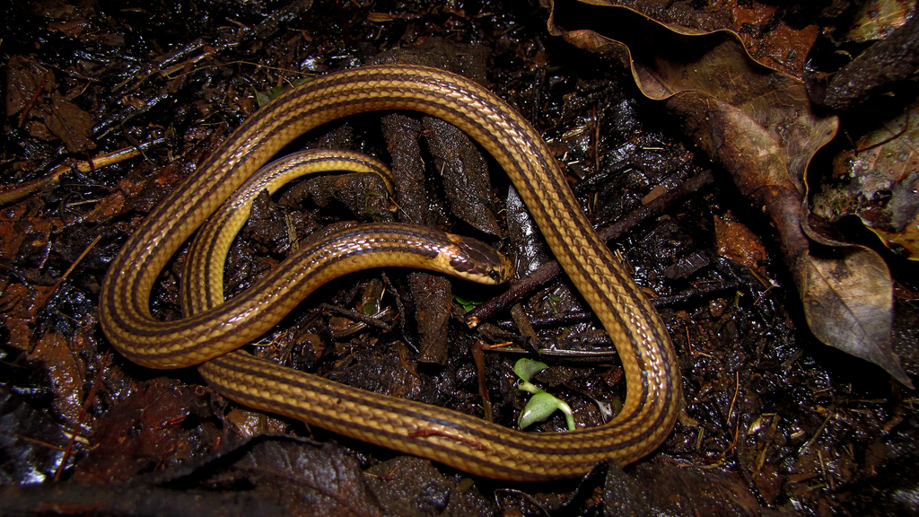 Raddi's Lizard-eating Snake (Elapomorphus quinquelineatus) - Snakes and ...