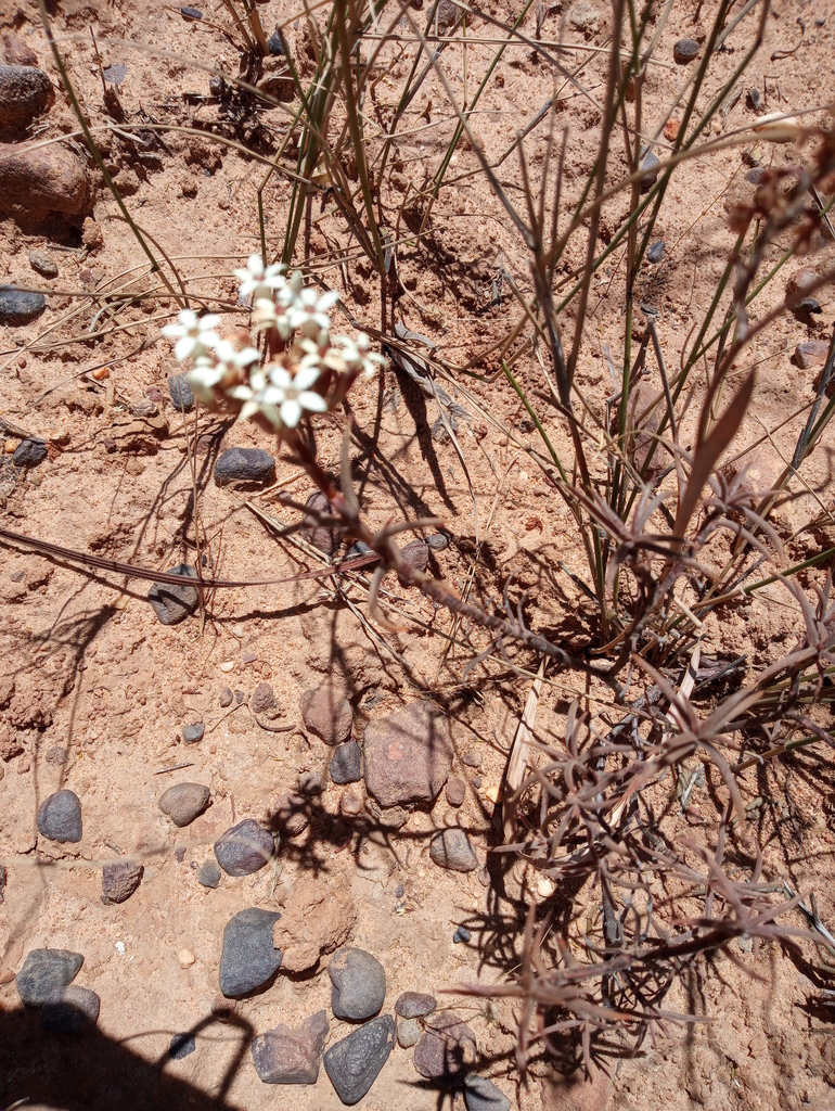 Frosted Stonecrop from Cederberg Municipality, South Africa on December ...