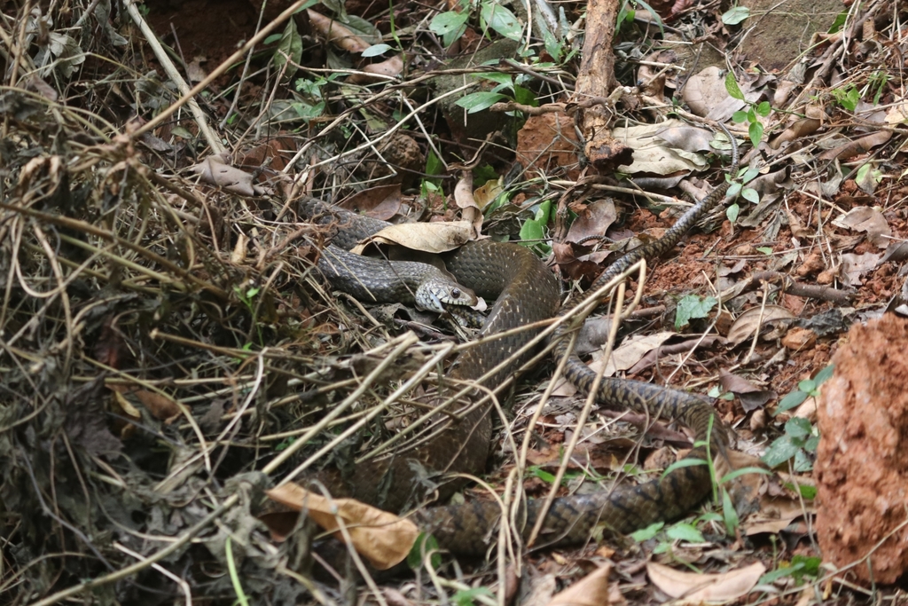 Oriental Rat Snake from Kumta on November 4, 2020 at 03:33 PM by girish ...