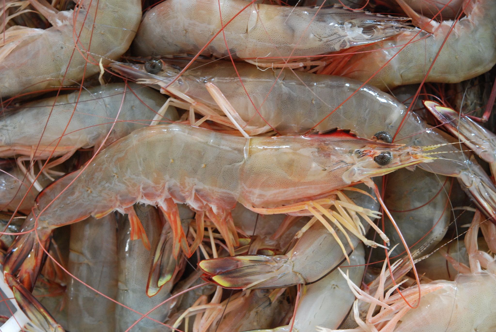 Penaeus merguiensis De Man, 1888