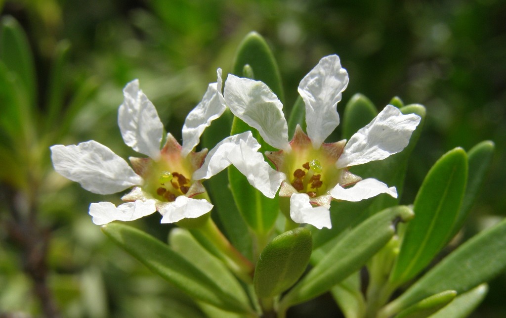 bantigue (Pemphis acidula) - Botanical Realm