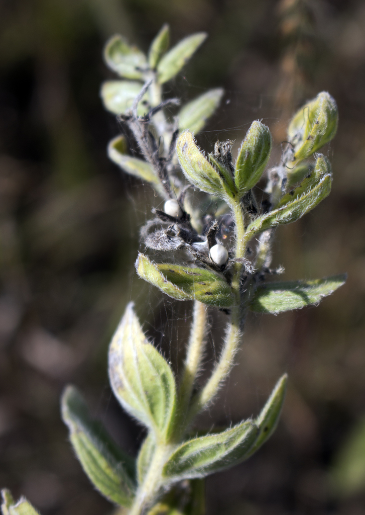 western false gromwell from Green County, WI, USA on September 23, 2017 ...
