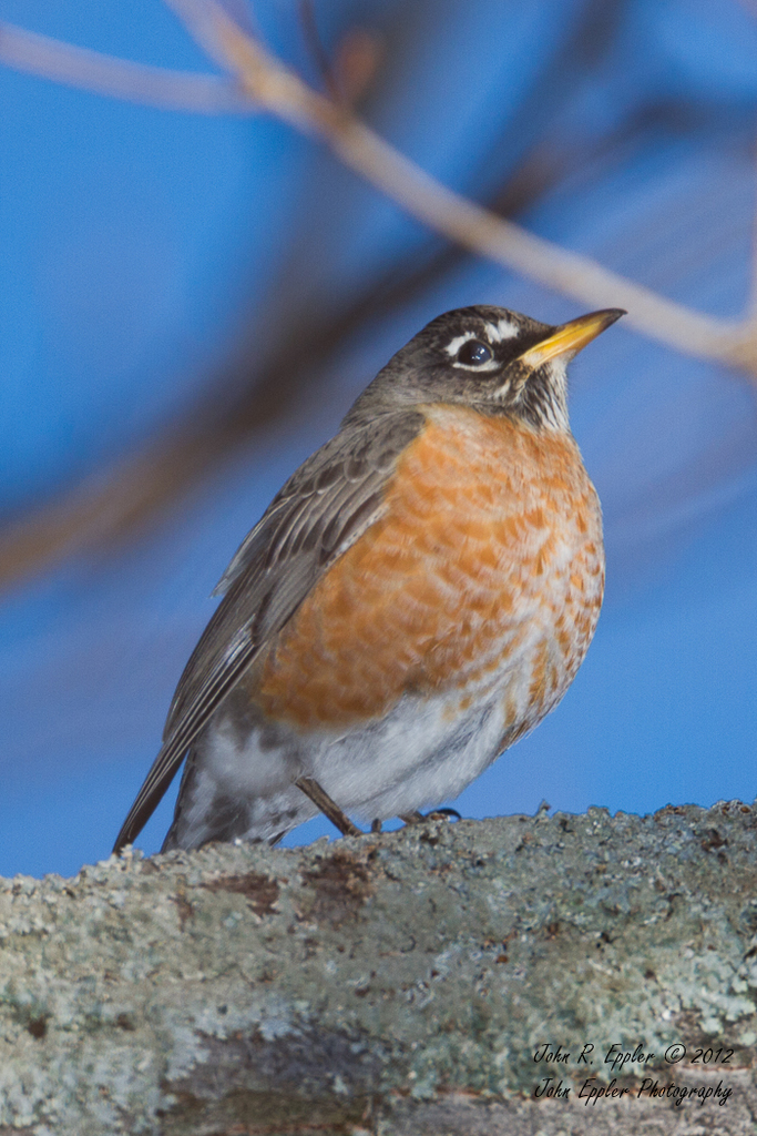 American Robin from Fairfax County, VA, USA on January 29, 2012 at 02: ...
