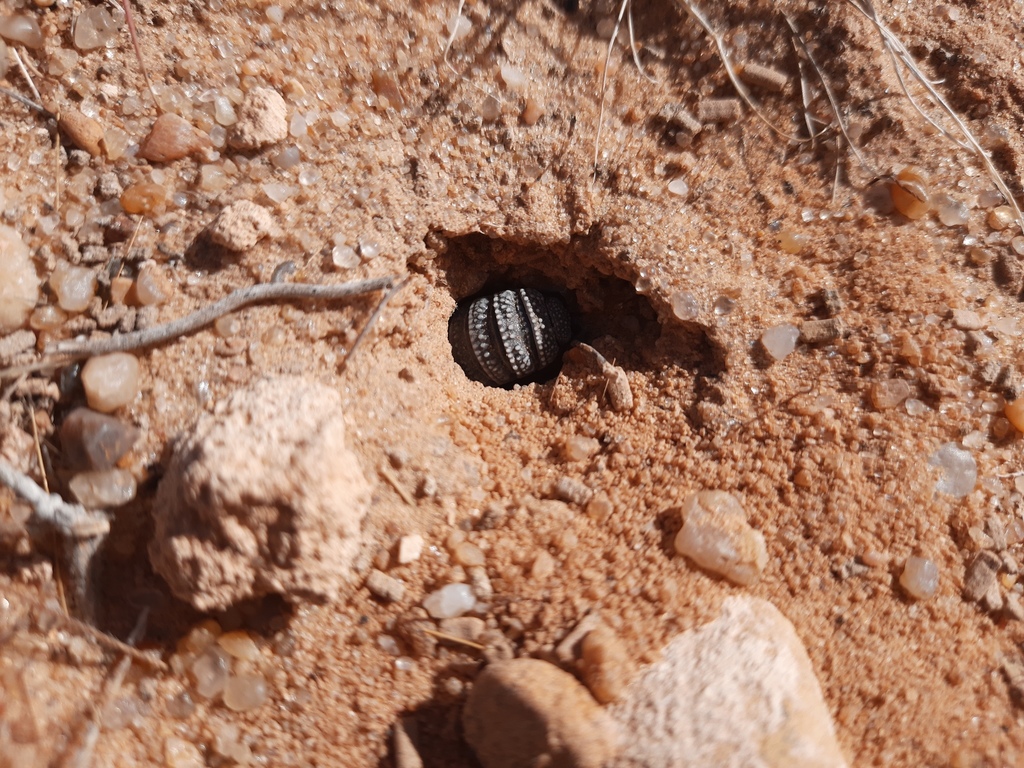 Saharan Sandlouse from Bekkaria, Algeria on February 11, 2020 at 12:33 ...